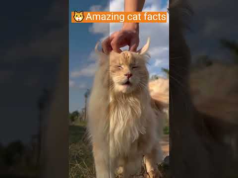 Cat Coat Patterns Explained: Discover the Amazing Variety of Feline Fur!