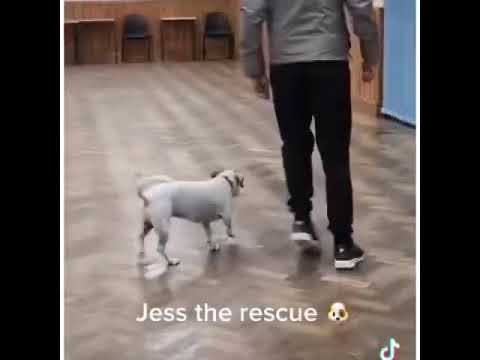 Tik tok - Pawshere