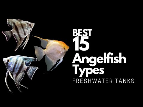 15 Best Types of Angelfish ???? (Don't Miss These Angels????)
