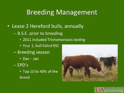 300 Days of Grazing Program - Cattle Management