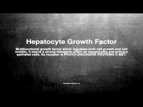 Medical vocabulary: What does Hepatocyte Growth Factor mean