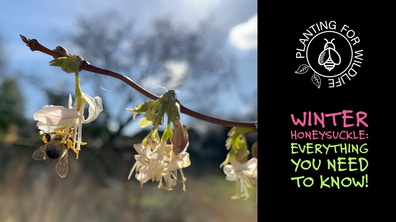 Winter Honeysuckle - Everything you need to know!