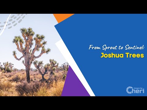 From Sprout to Sentinel: Joshua Trees