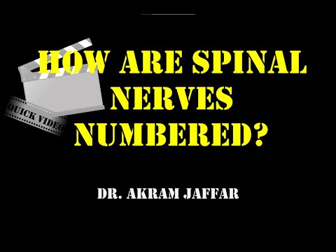 How are spinal nerves numbered?