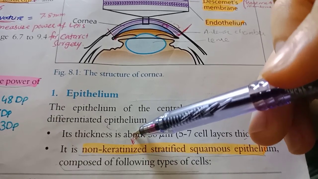 Cornea introduction chaptet 08