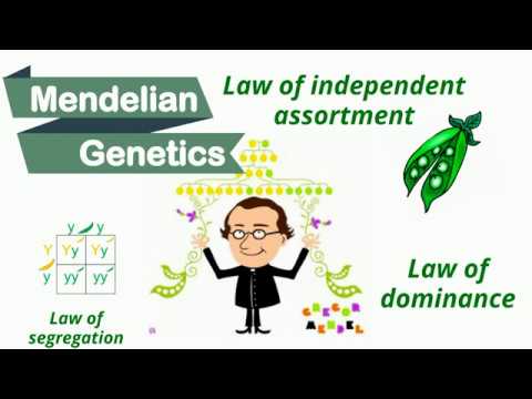 Mendelian Genetics: segregation, independent assortment, and dominance