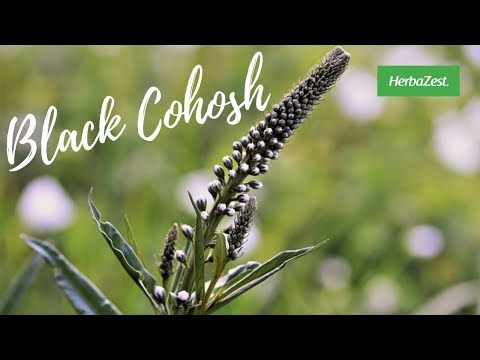 Black Cohosh - Herbazest