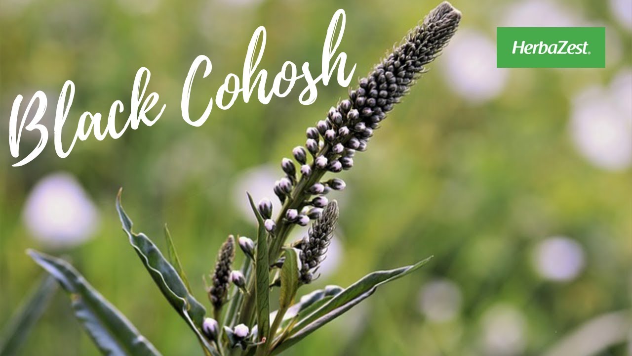 Black Cohosh - Herbazest