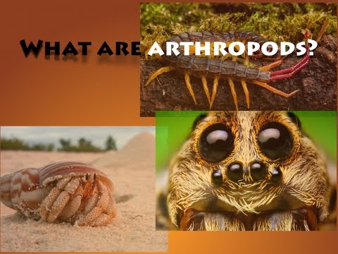 Arthropods
