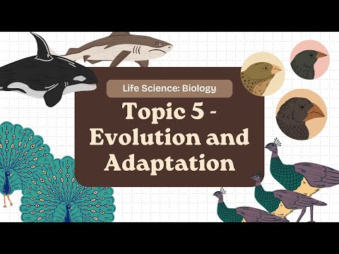Topic 5 - Natural Selection and Evolution