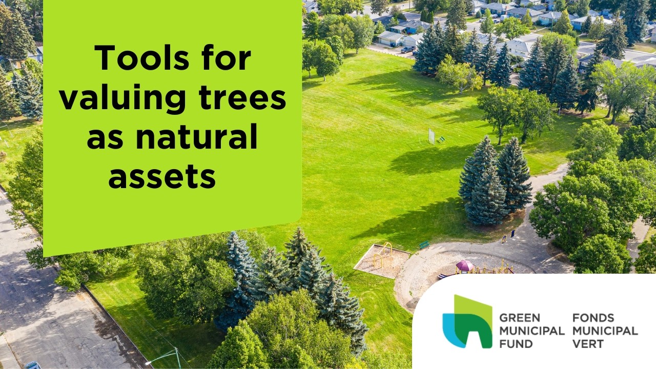 Webinar: Tools for valuing trees as natural assets