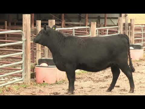 HEIFER Tag # 2518