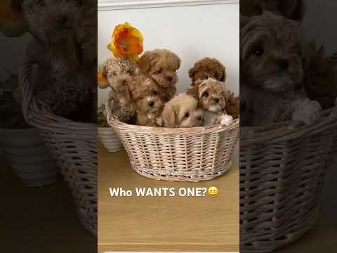 Puppy BASKET🐾🐶🐾 #cutedogs #maltipoo #puppies #cute #fluffypuppies #puppyvideos #dogs #dogvideos
