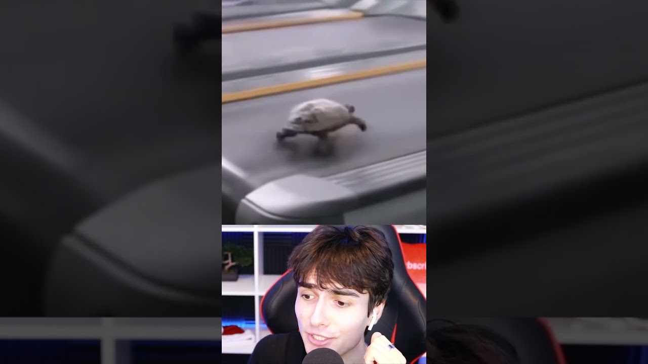 THE FASTEST TURTLE IN THE WORLD.. #Shorts