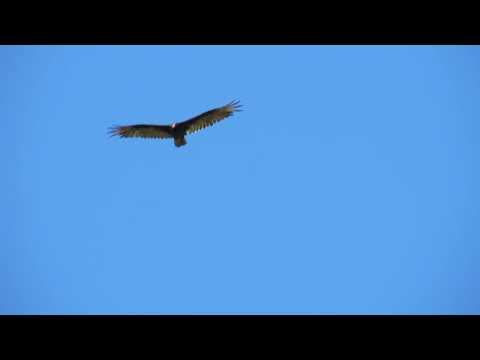 vulture flying