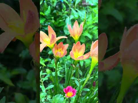 Lily flower #lily #flowers #flower drenched in Rain