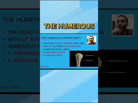 the humerous