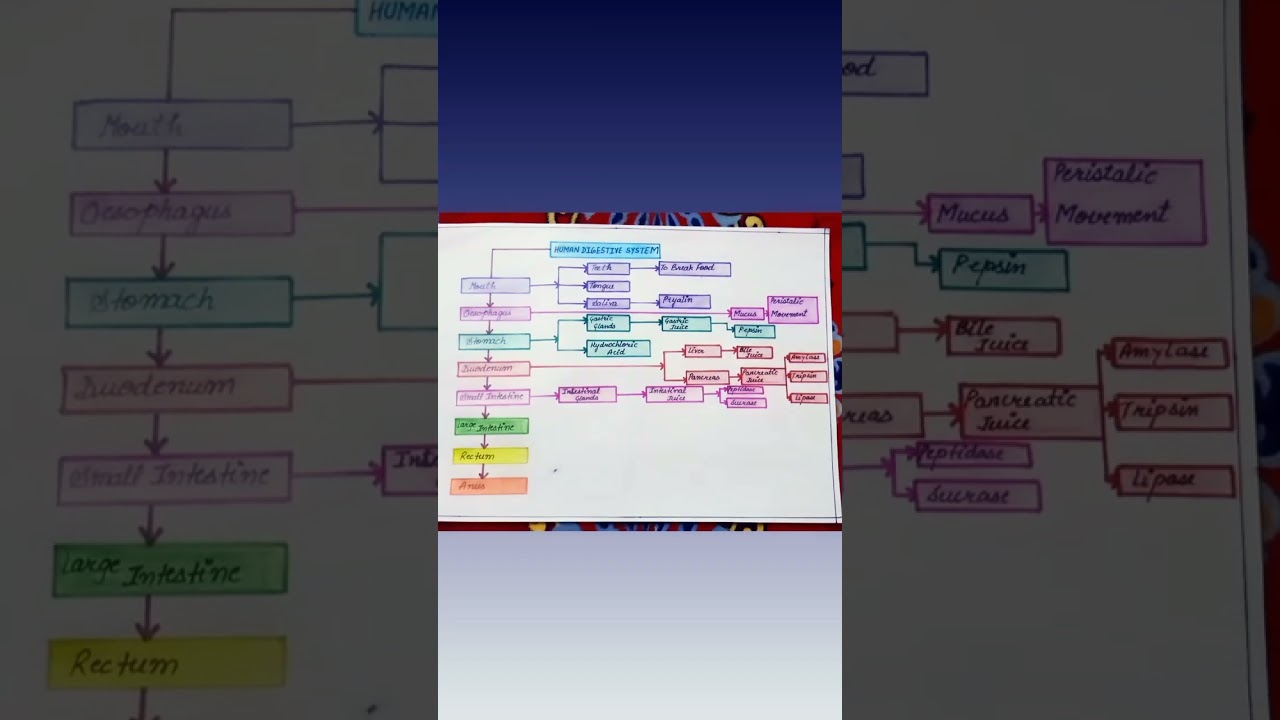 Mind Map of Digestive System