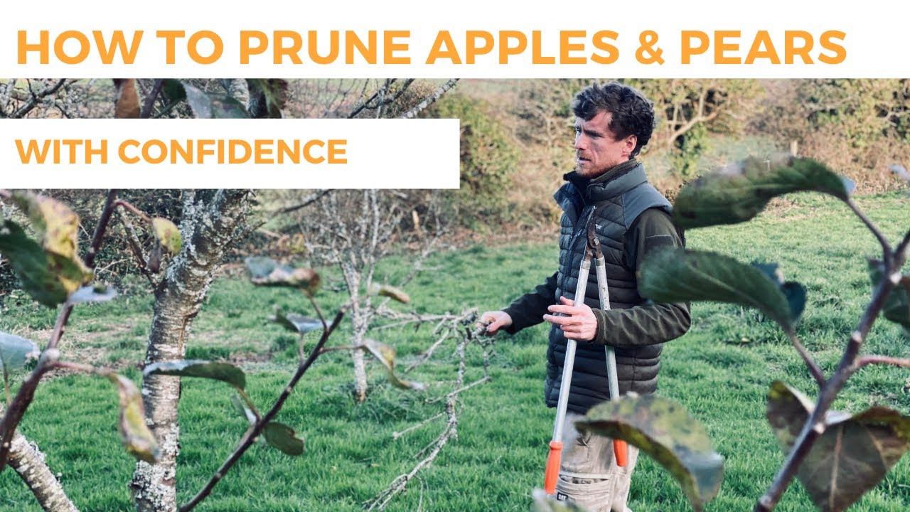 How to Prune Apple & Pear Trees With Confidence