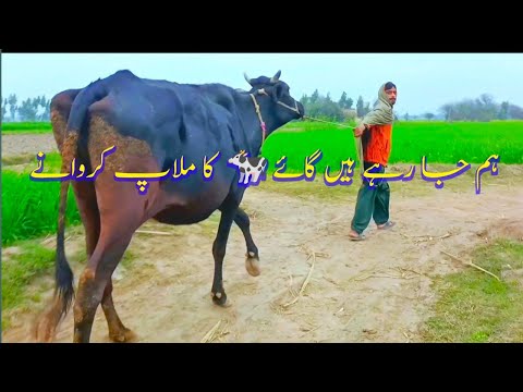 Oxen Yoke Ox Kobe WildLive Ettugaḷu Protection Penetra Meeting Cow antelop in Himalaya yak