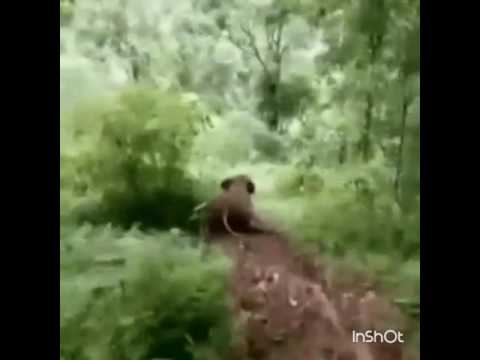 GIF Compilation