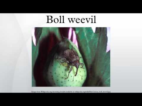 Boll weevil