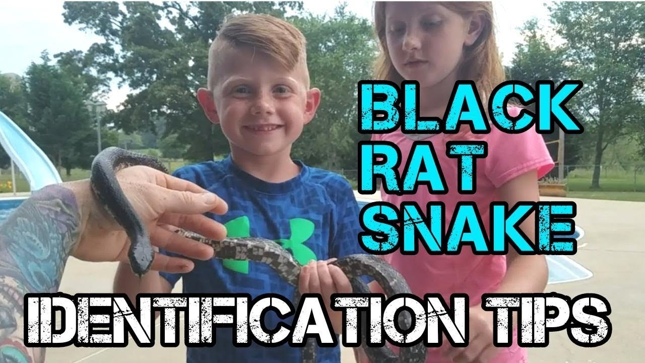 Black Rat Snake Identification Tips