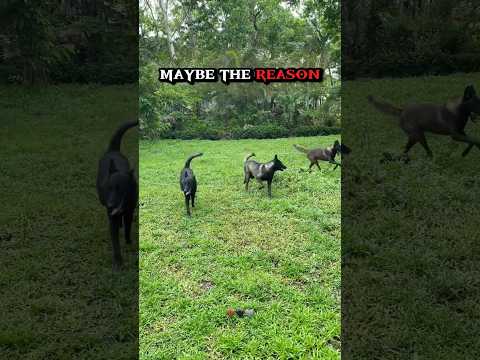 I Read a quote today???????????? #asgardmalinois #ludwigmalinois #lunathegsd #belgianmalinois
