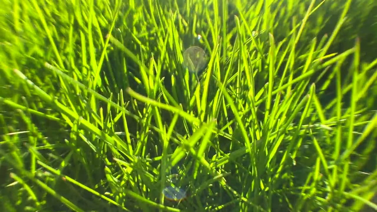 touch grass two times
