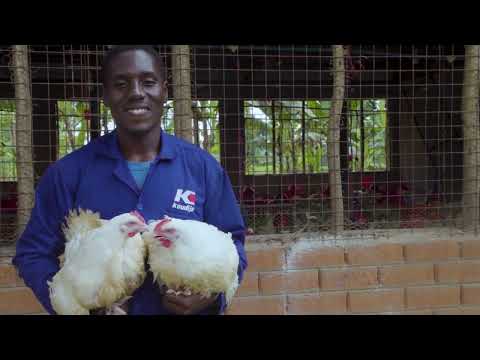 Farm Up, with De Heus - Gestão da alimentação dos frangos de corte