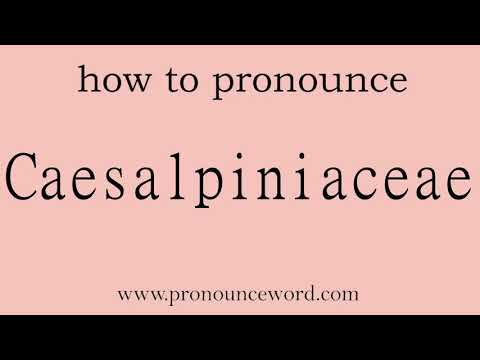 Caesalpiniaceae. How to pronounce the english word Caesalpiniaceae .Start with C. Learn from me.