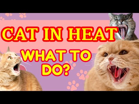 Cat in Heat? Manage Cat Heat cycle at home