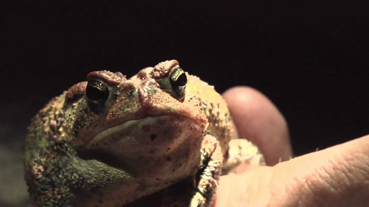 Southern Toad HD
