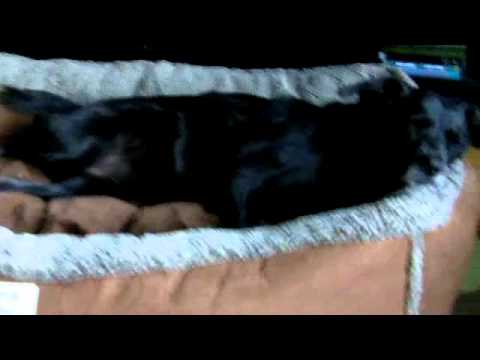 Orvis Dog Bed Review