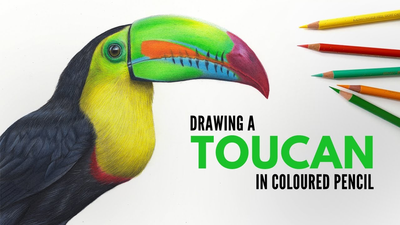 Drawing a Toucan in Colored Pencil | Realistic Bird Drawing