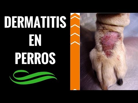 Dermatitis en Perros: el problema de piel más frecuente de los perros ...