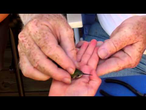 Banding Hummingbirds in Idaho