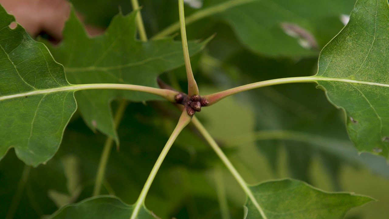 Quercus rubra - Red Oak, Northern Red Oak