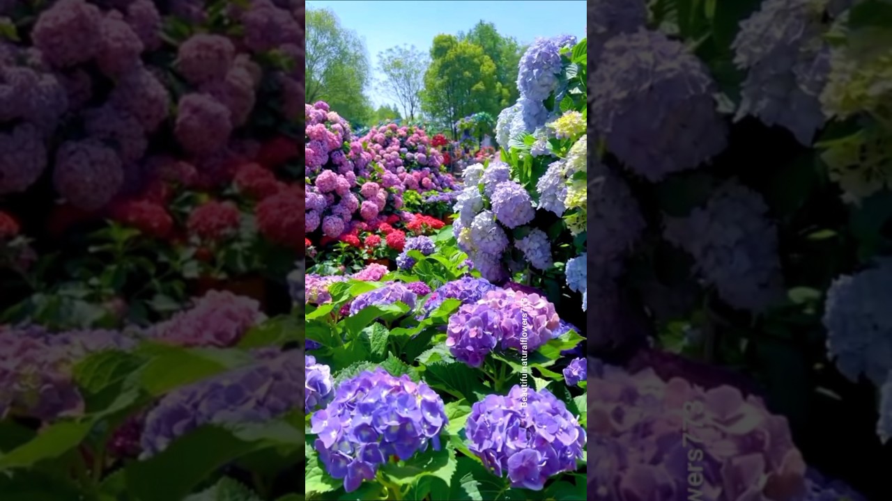 “Colorful Spring Flowers 🌷 | Most Beautiful Garden 4K”