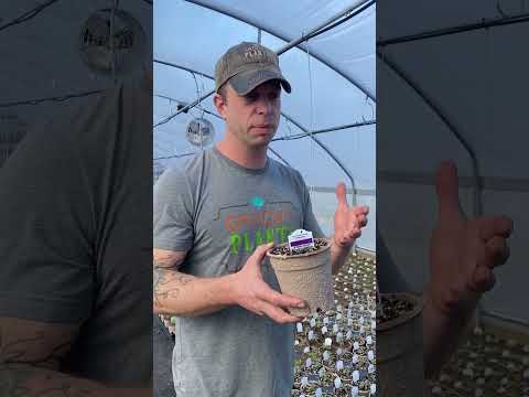 Compostable Pots at Groovy Plants Ranch