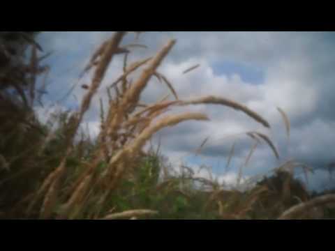 FLOWERING GRASS Pinhole – 1-memo•com