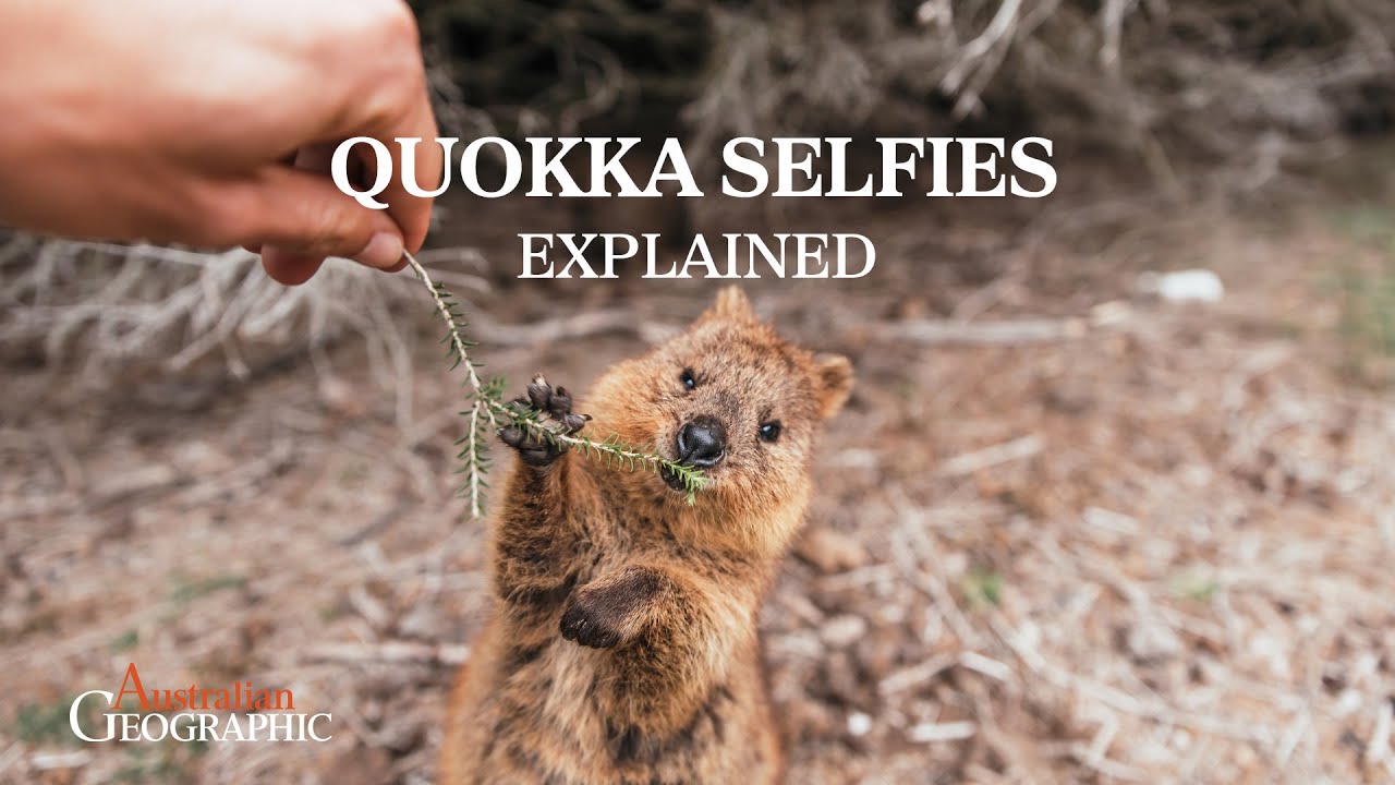 The Truth Behind Quokka Selfies