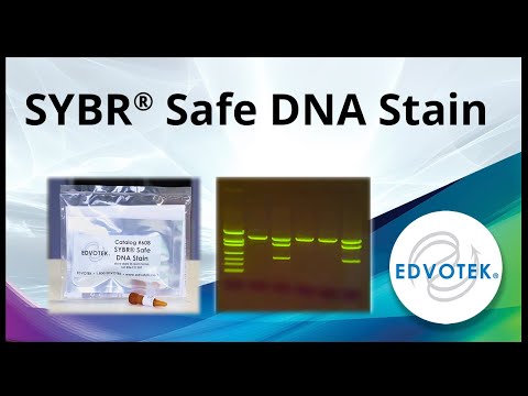 SYBR Safe DNA Stain