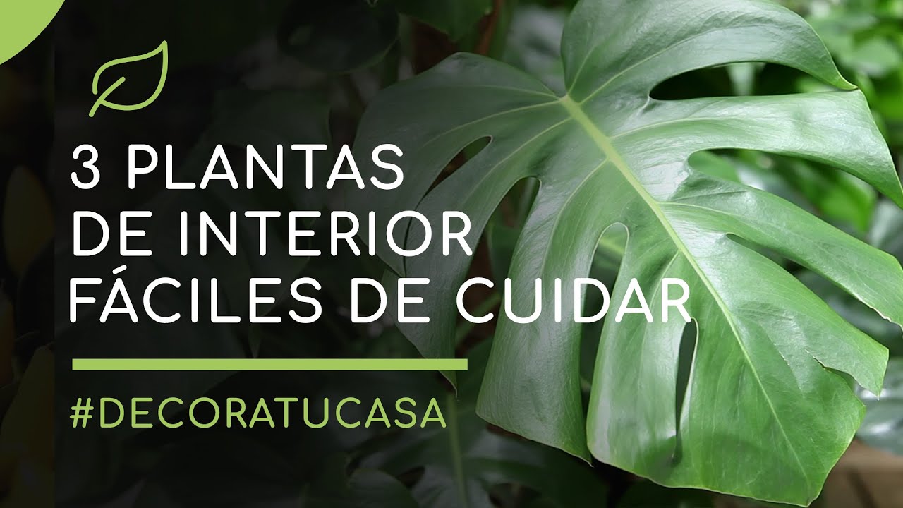 Plantas de interior: plantas fáciles de cuidar