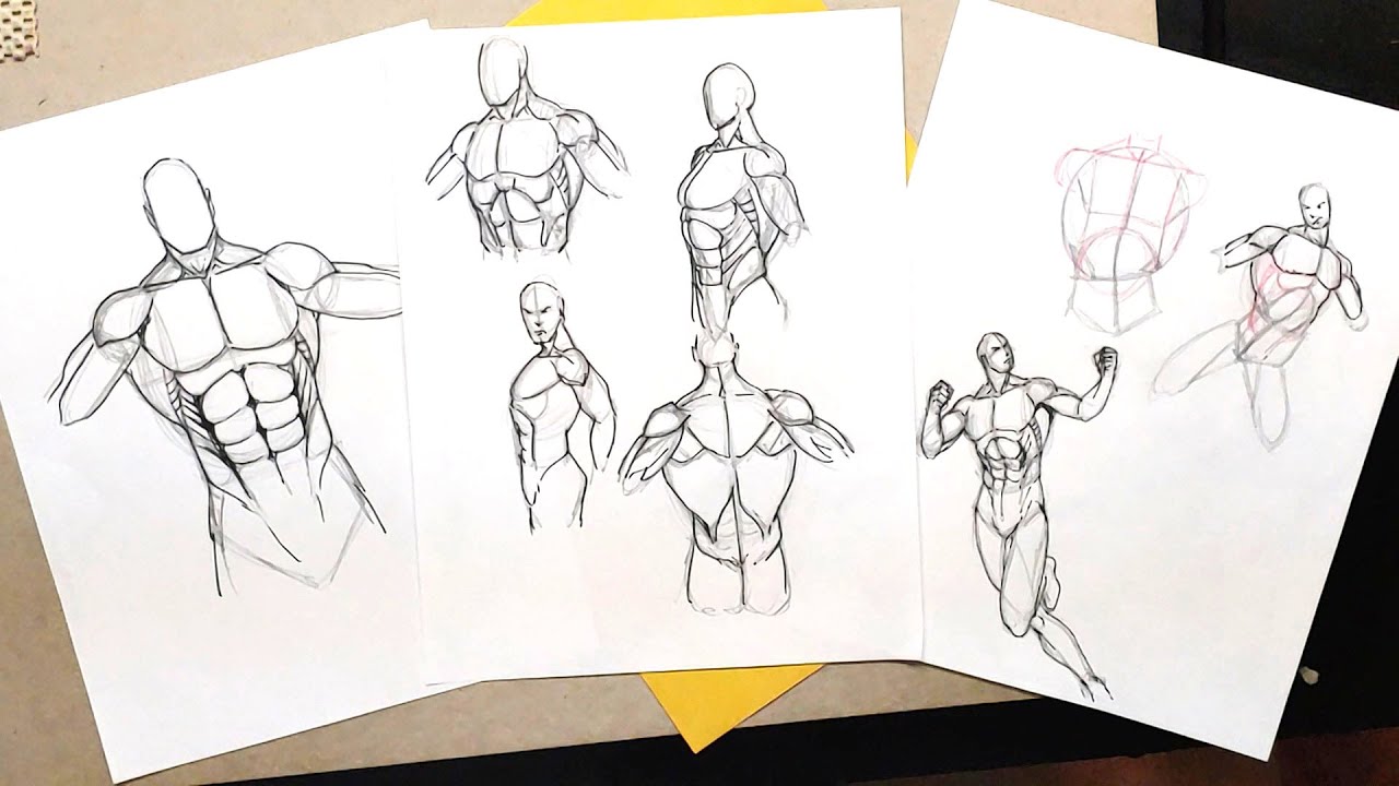 Drawing the Torso from different angles    Request