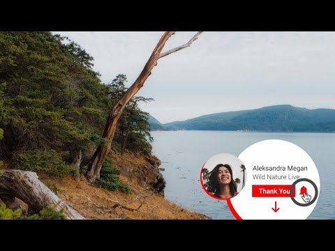 YouTube Like and Subscribe Animation - After Effects Template