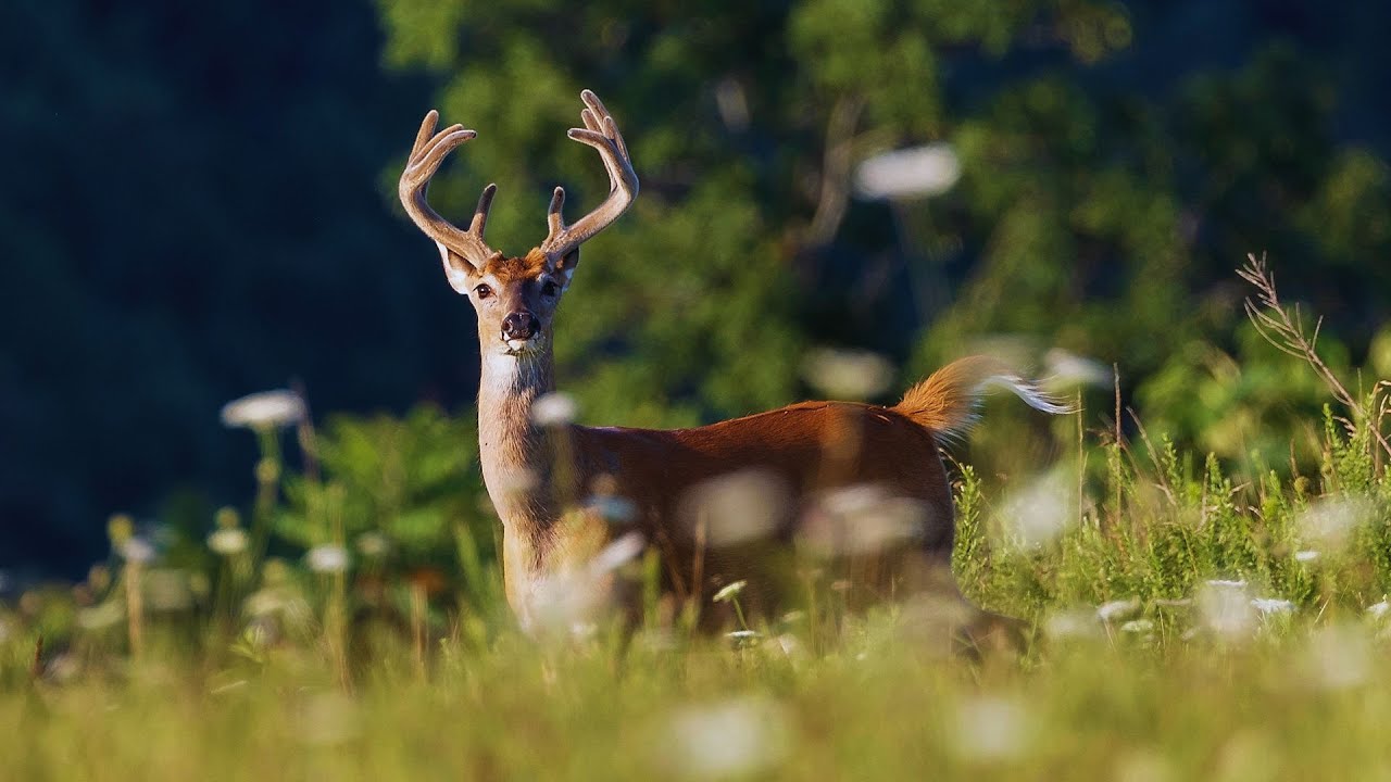 Deer Facts - All About Deer and Their Characteristics