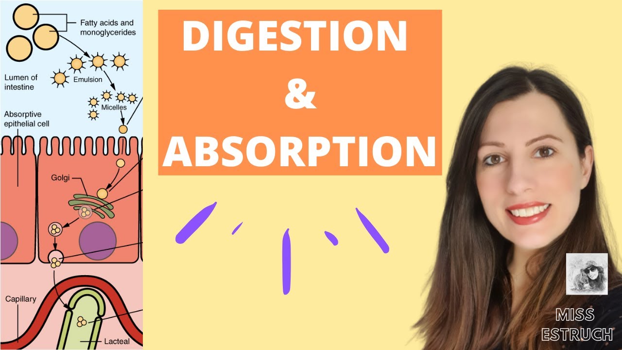 Understanding Digestion and Absorption: A Comprehensive Guide for A ...