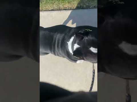 King von first time walking  and he out of breath