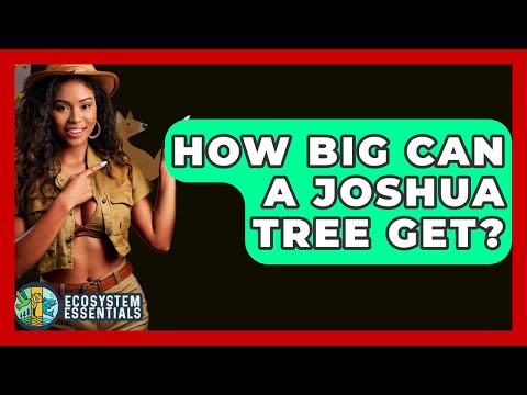 How Big Can A Joshua Tree Get? - Ecosystem Essentials